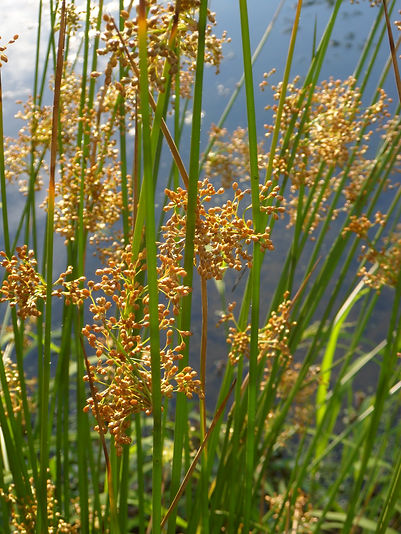 juncus effusus flowers
