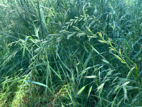Annual Rye Grass | Roundstone Native Seed | Grass | Livestock Forage