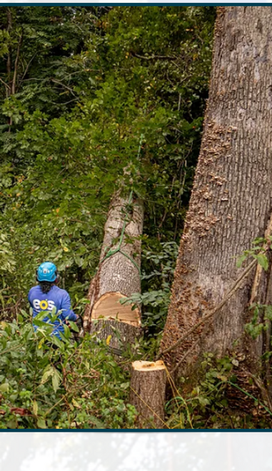 Tree Trimming Services in Maryland | eos Tree Services