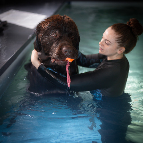 Special dog Package (Induction) | k9swim