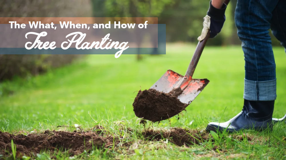 The What, When, and How of Tree Planting