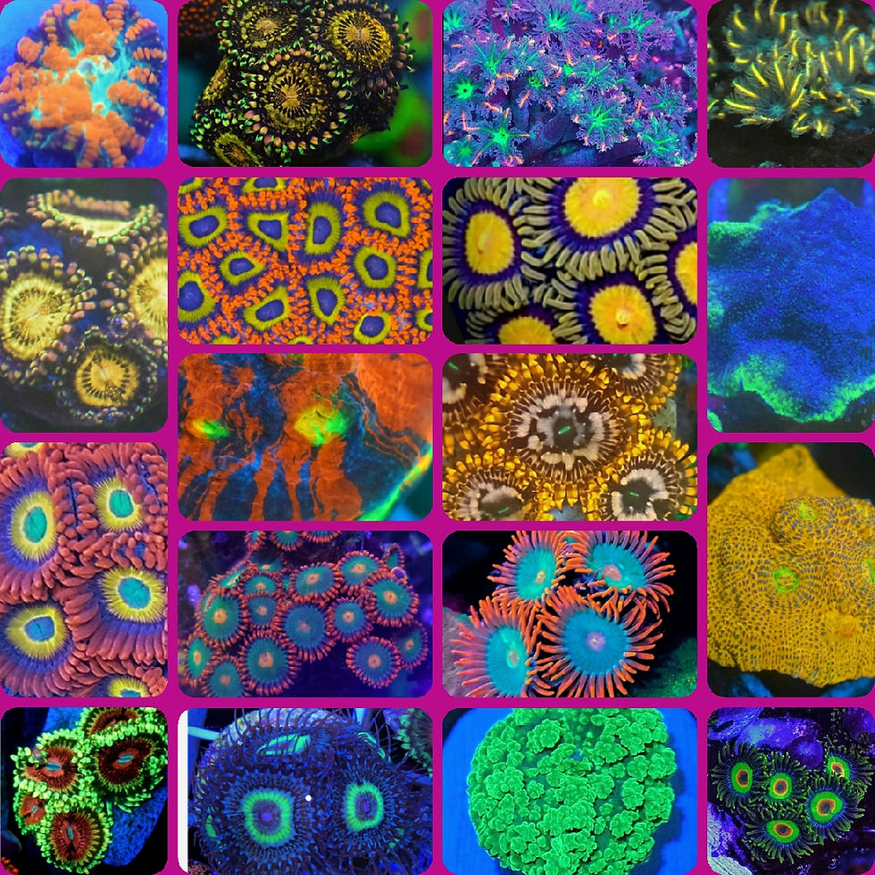 Shop | Colourful Corals Cornwall