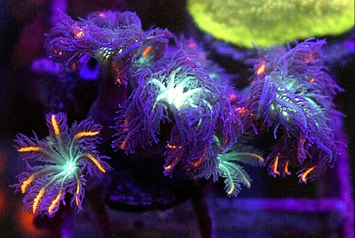 Firework/Papaya Clove Polyps 5 heads Minimum | Colourful Corals