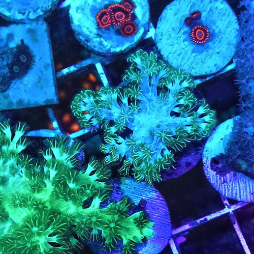 Blue Kenya Tree | Colourful Corals