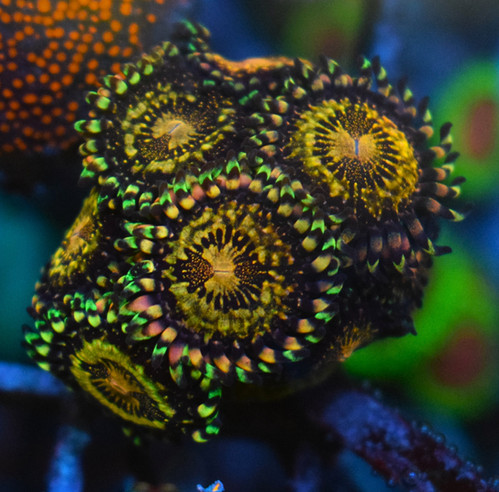 Reverse Space Monster Zoa about 10 heads | Colourful Corals