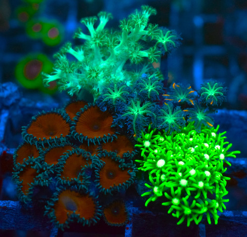 Soft Coral Pack Starter | Colourful Corals