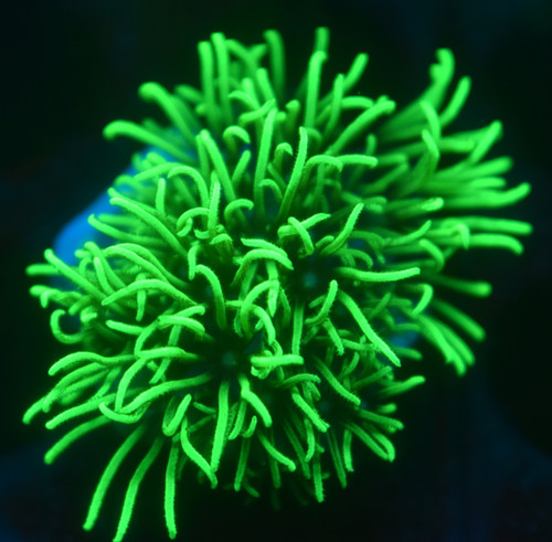 Ultra Flourescent Green Star Polyps (GSP) | Colourful Corals