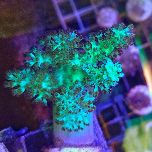 Ultra Flourescent Green Kenya tree coral | Colourful Corals