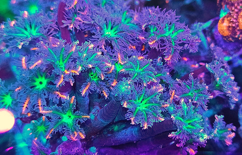 Firework Cloves about 10 heads | Colourful Corals