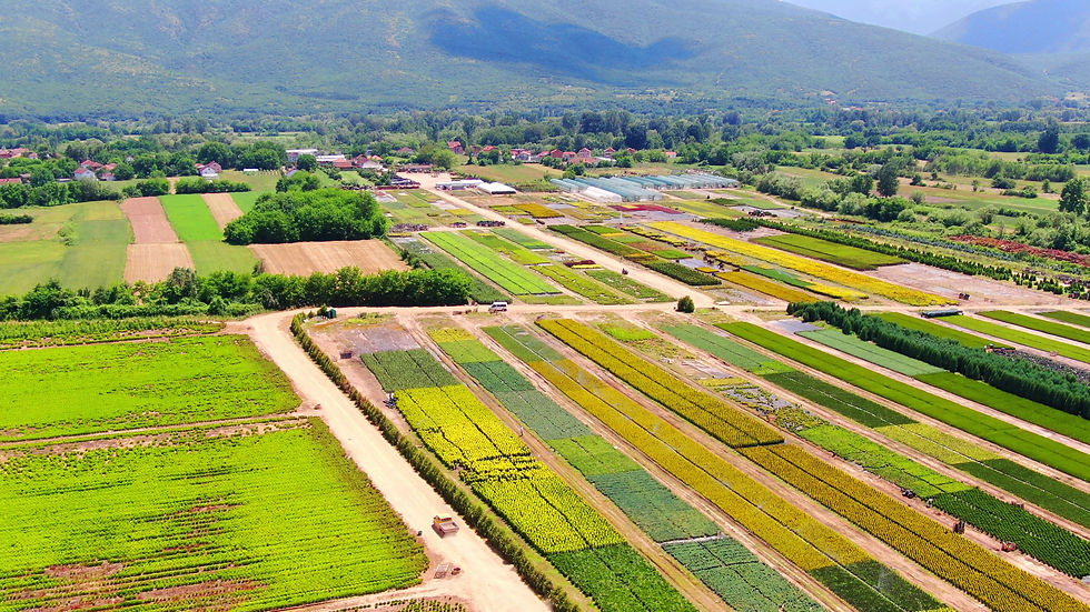 HOME | European Plants