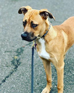 Resources and Tips | Main Street Mutt