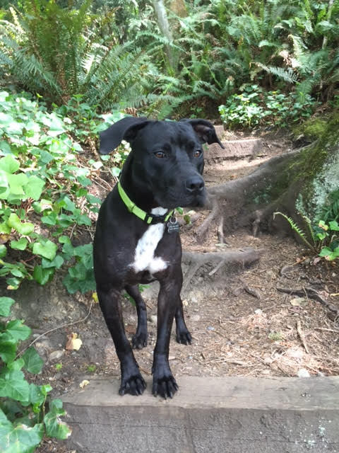 Home | Main Street Mutt Rescue