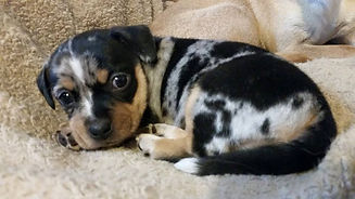 Adopt | Main Street Mutt And