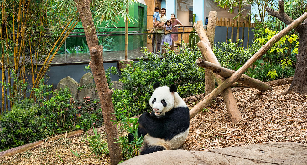 Project Reference | Mandai Park Development | Syspro