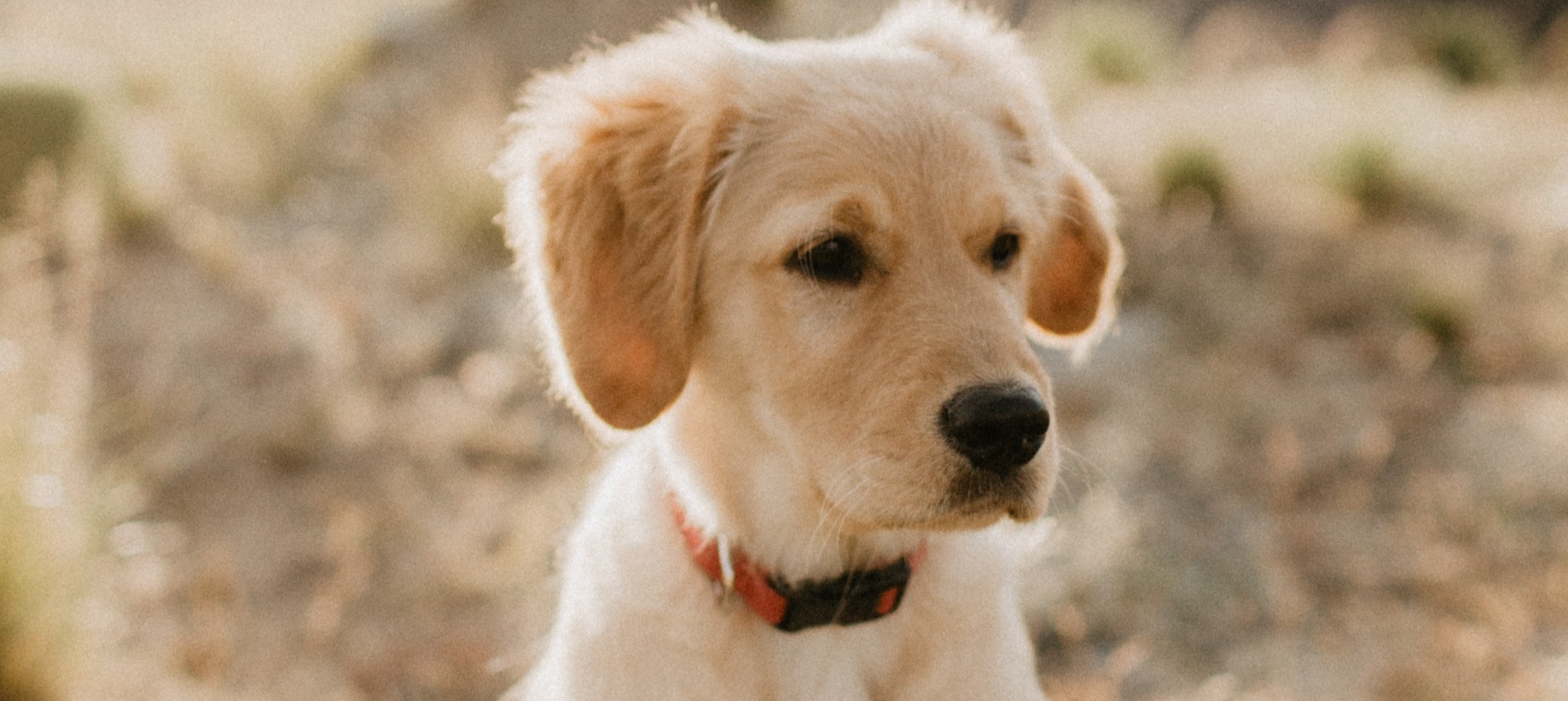 Bronchoscopy for Pets: Respiratory Diagnosis and Treatment
