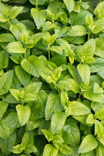 Lemon Mint | Seeds for the South
