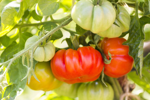 Beefmaster Hybrid Tomato | Vegetable Seeds