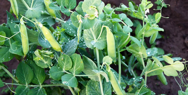 Laxton's Progress #9 Pea | Seeds for the South