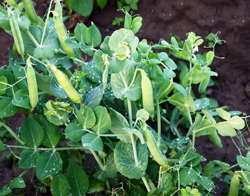 Laxton's Progress #9 Pea | Seeds for the South