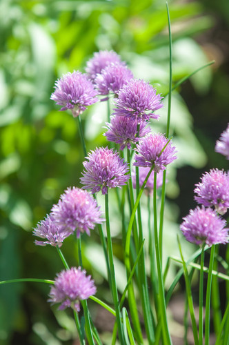 Onion Chives | Vegetable Seeds