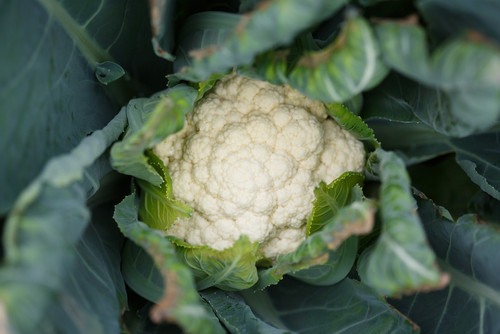 Snowball Cauliflower | Seeds for the South