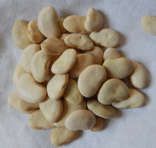 King of the Garden Pole Lima | Seeds for the South