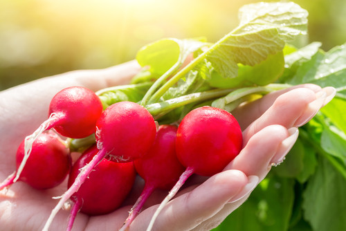 Champion Radish | Vegetable Seeds