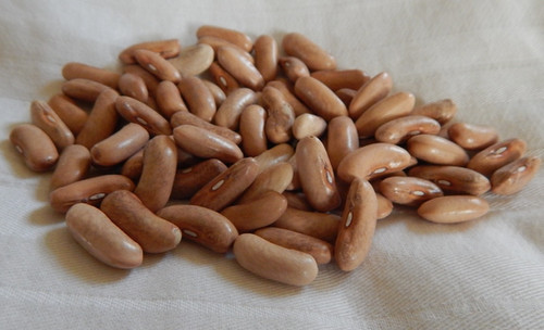 Contender Bush Bean | Seeds for the South