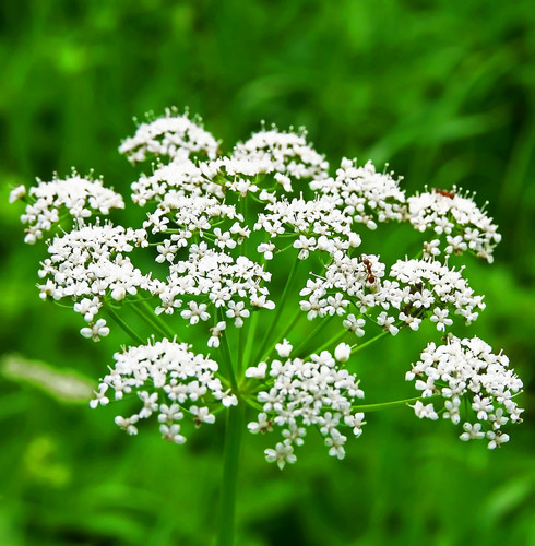 Anise | Seeds for the South