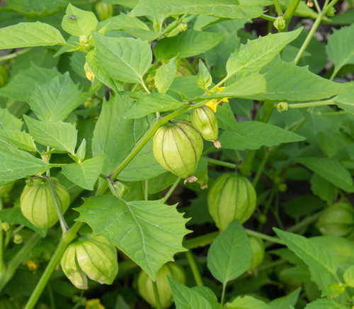Grande Rio Verde Tomatillo | Vegetable Seeds