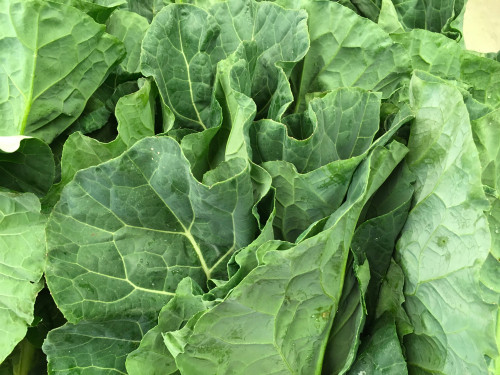 Georgia Southern Collard | Seeds for the South