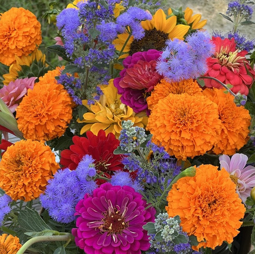 Annual Cut Flower Mix | Seeds for the South