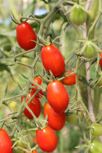 Roma Tomato | Seeds for the South
