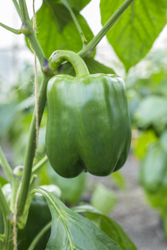 California Wonder Bell Pepper | Seeds for the South