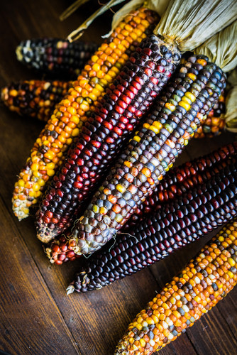 Indian Corn | Seeds for the South