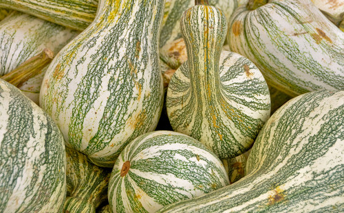 Green Striped Cushaw | Vegetable Seeds