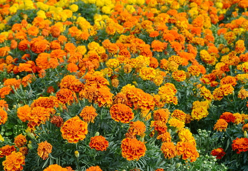 Crackerjack Marigold Mix | Seeds for the South
