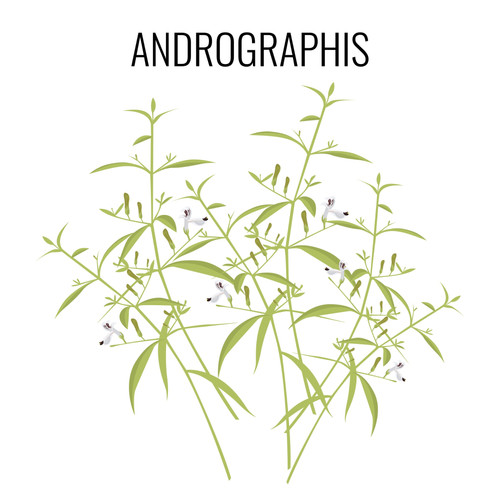 Buy Organic Andrographis Extract Tincture - Sheas Apothecary