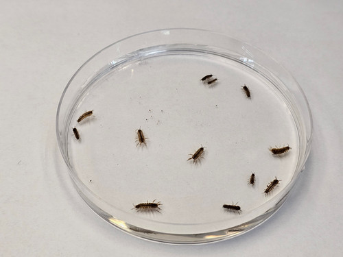 Aquatic Isopod Culture (10 Pack) | Phillips Fish Works