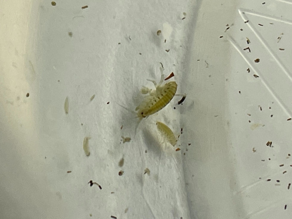 Scud Culture (50+ Scuds) | Phillips Fish Works