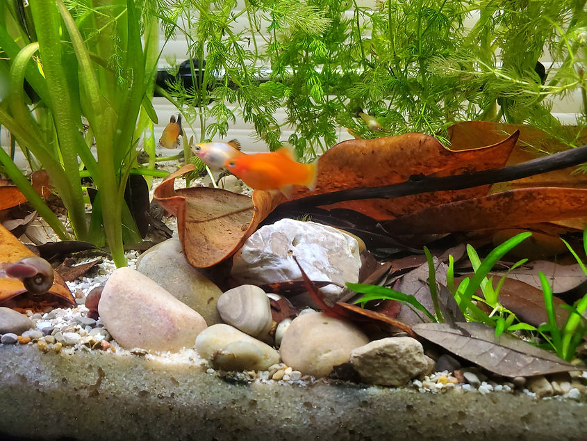 Freshwater Microfauna | Phillips Fish Works