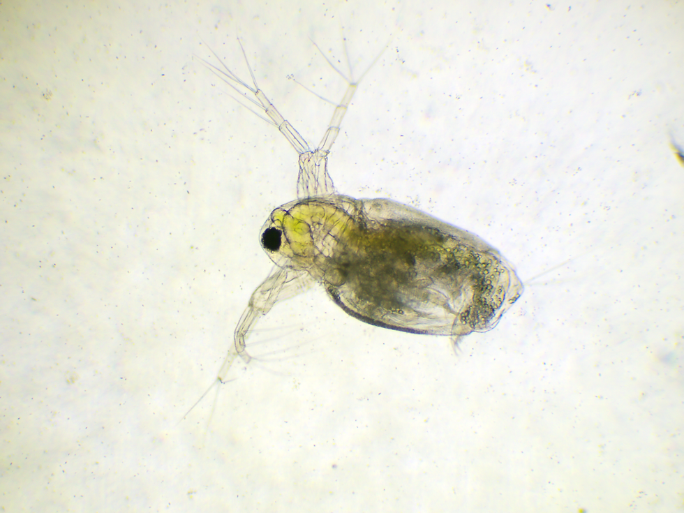 Moina Culture (300+ Moina) | Phillips Fish Works