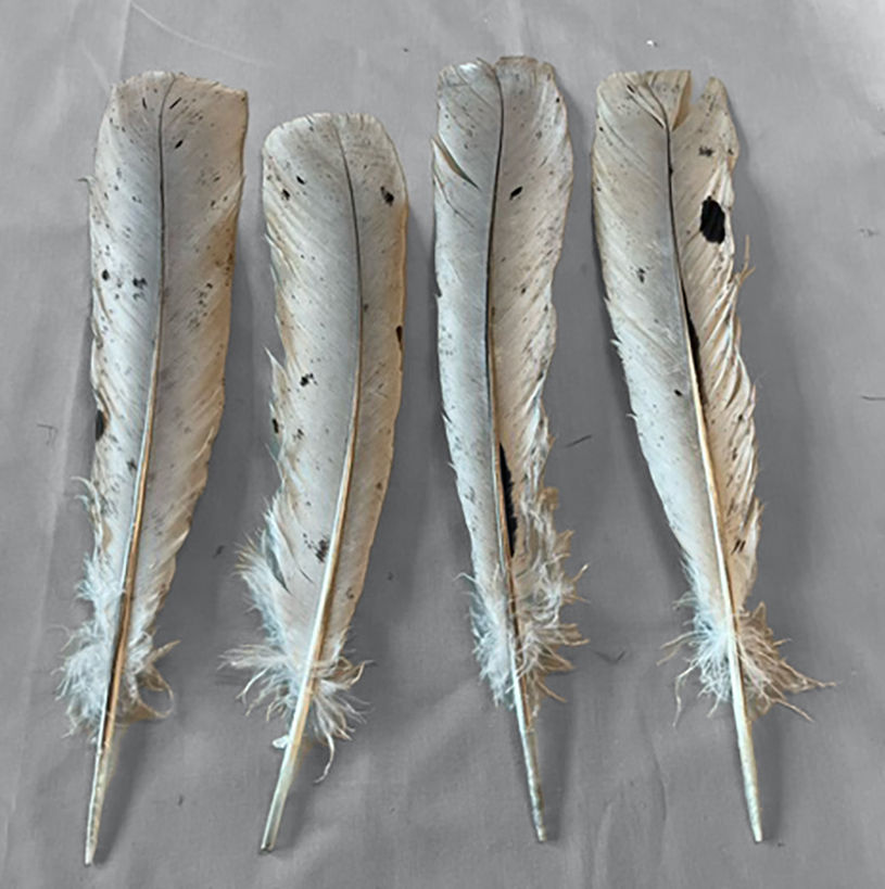 Domestic Turkey Feathers | Custom Feathers