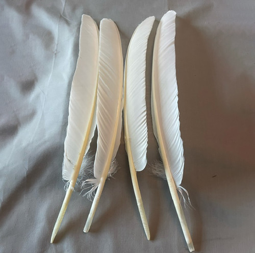 Natural White (Unbleached) Turkey Primary Wing Feathers (grade #1) - 1 ...