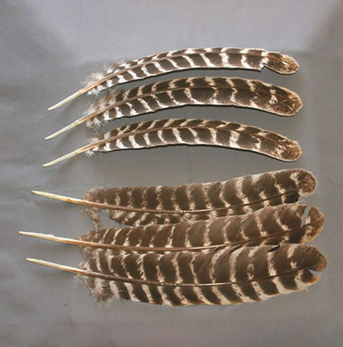 Juvenile Wild Turkey Secondary Wing Feathers (grade #2) - 1 dozen ...