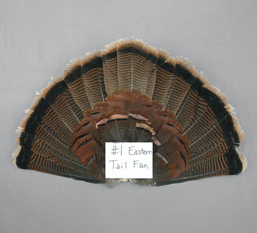 Wild Turkey Tail Fans | Custom Feathers