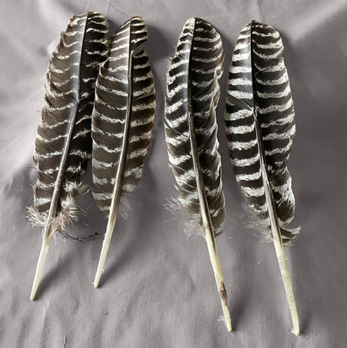 Adult Wild Turkey Secondary Wing Feathers with Quill (grade #3) - 1 ...