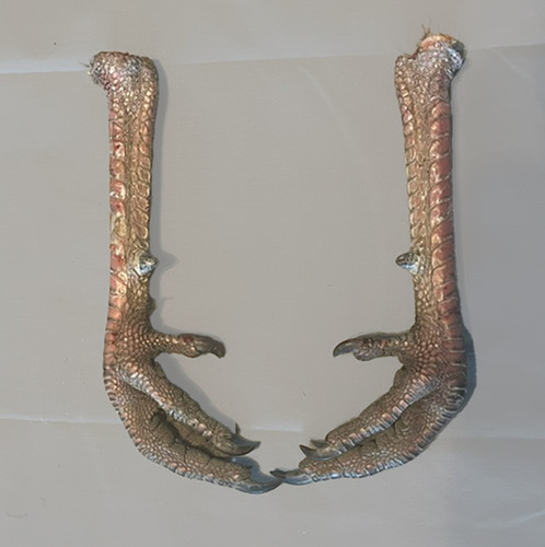 Wild Turkey Feet w/Spur 1/4" - 1/2" - 1 pair | Custom Feathers