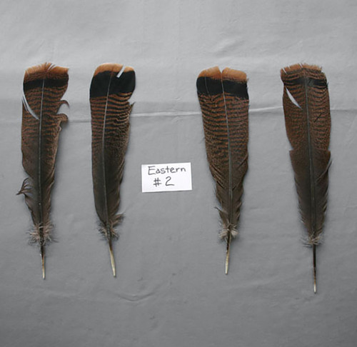 Adult Eastern Wild Turkey Tail Feathers (grade #2) - 1 dozen | Custom ...