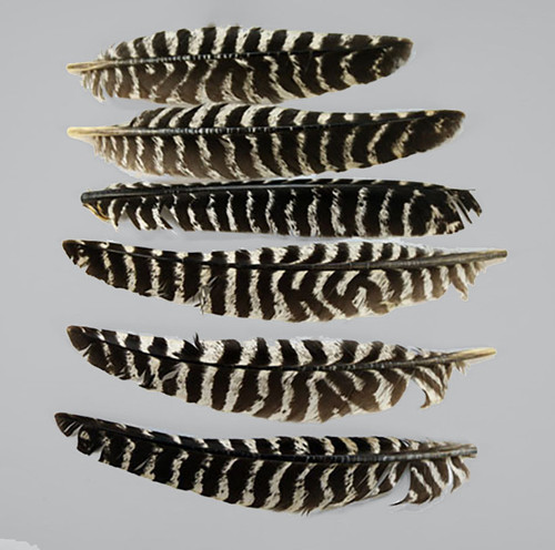 Wild & Domestic Turkey Primary Wing Feathers | Custom Feathers